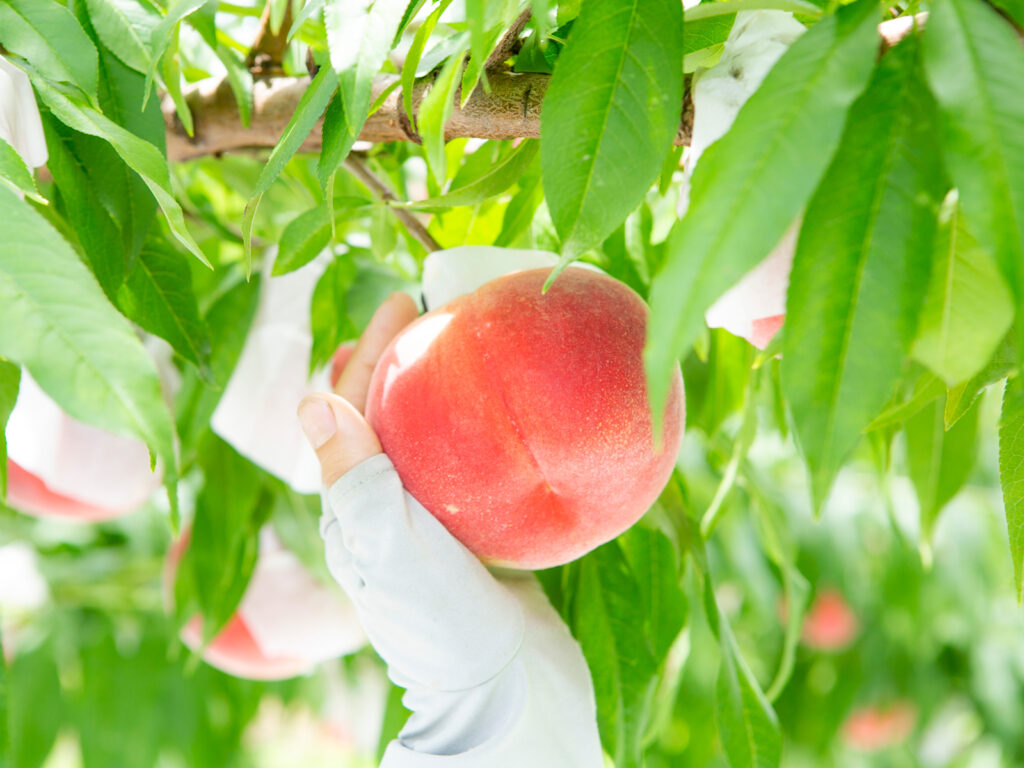 Home - Treetop Farm KOSHU